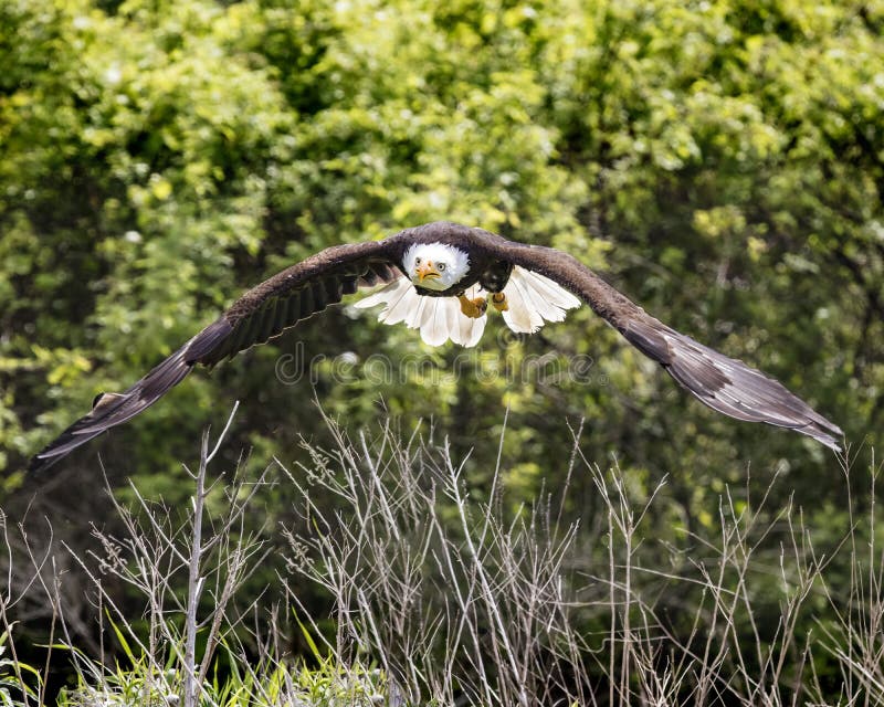 American Bald Eagle, Canadian Raptor Conservancy Stock Photo - Image of ...