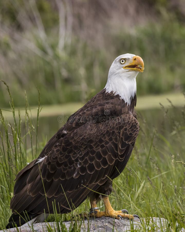 American Bald Eagle, Canadian Raptor Conservancy Stock Photo - Image of ...