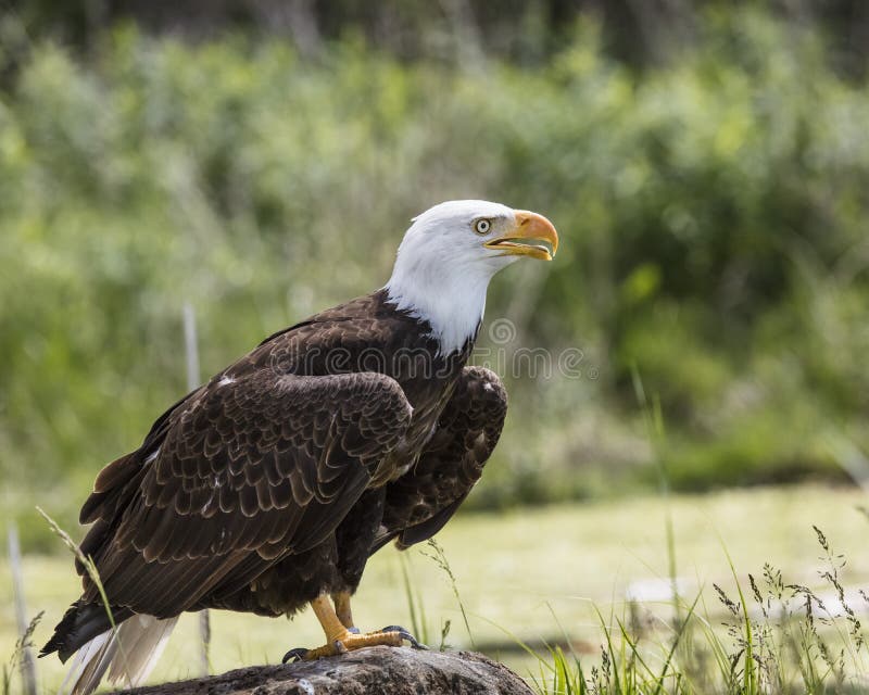 American Bald Eagle, Canadian Raptor Conservancy Stock Image - Image of ...