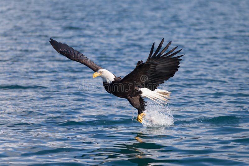 American Bald Eagle Catching Fish Stock Photo - Image of beak, portrait ...