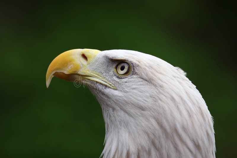 American Bald Eagle Close Up Stock Image - Image of america, freedom ...