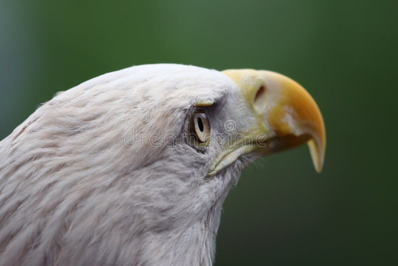 Close Up Head Shot of a Bald Eagle Stock Photo - Image of animal ...