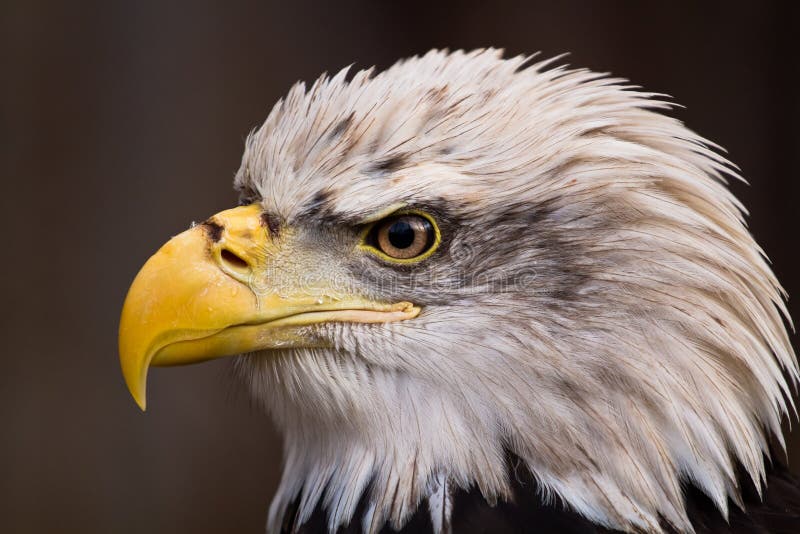 American Bald Eagle Close-up Stock Image - Image of eagle, nature: 24885331