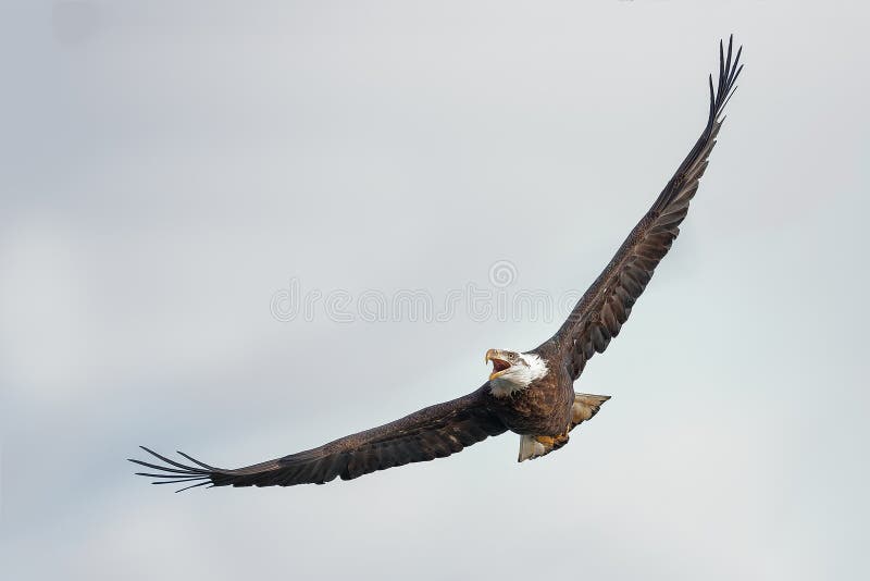 Crying Screaming Eagle