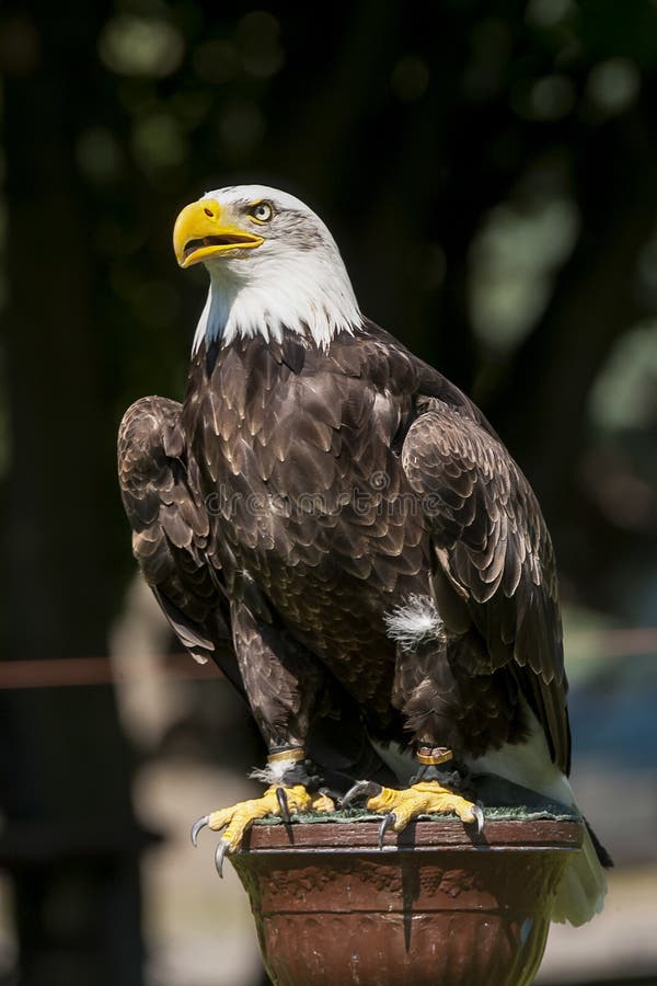 American bald eagle stock photo. Image of resting, hunter - 37062958