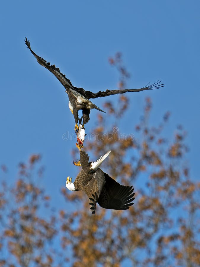 121 Eagles Battle Photos - Free & Royalty-Free Stock Photos from Dreamstime