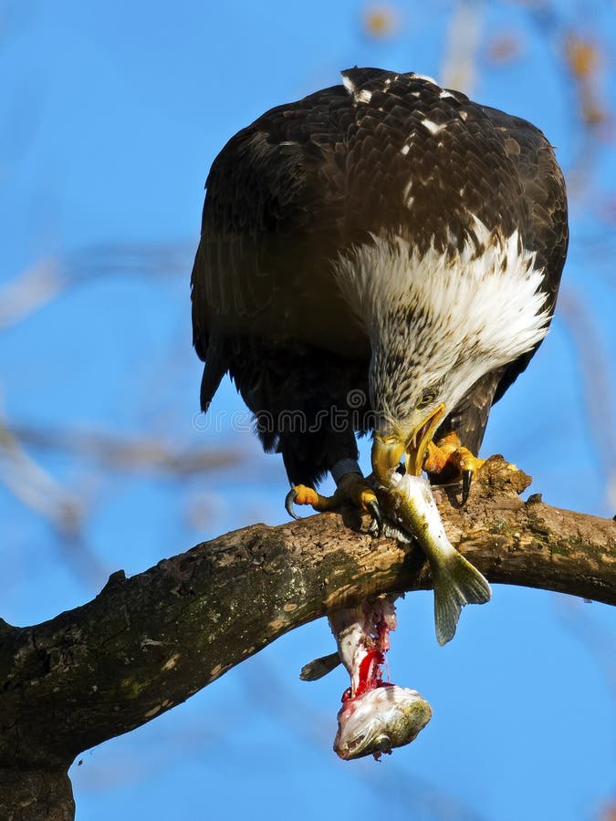 American Bald Eagle stock image. Image of fish, haliaeetus - 58543053