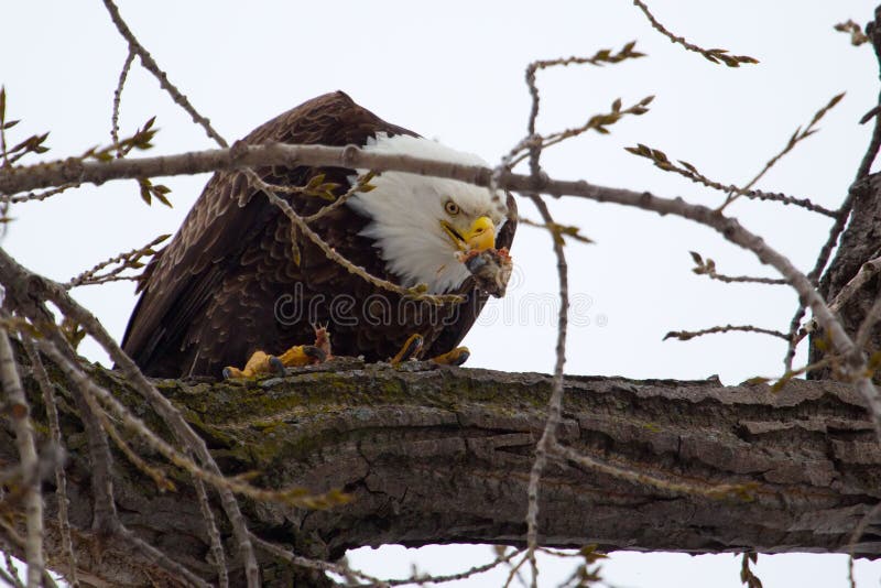 American Bald Eagle eating stock photo. Image of nature - 30946536