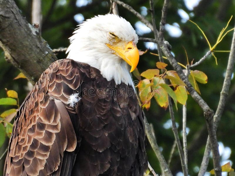 161 Open Eyes Stay Stock Photos - Free & Royalty-Free Stock Photos from ...