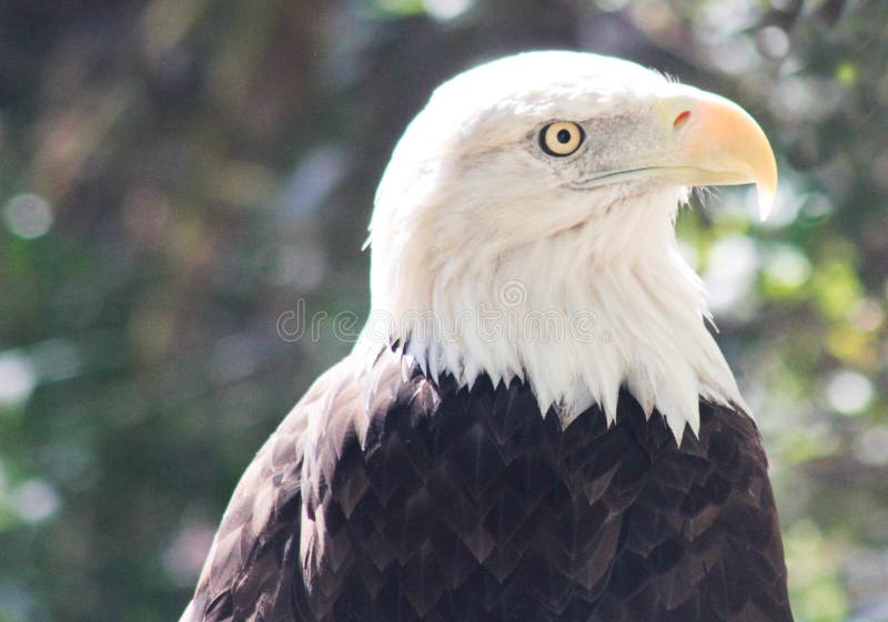 American Bald Eagle Face Shot Stock Photo - Image of patriotic, bird ...