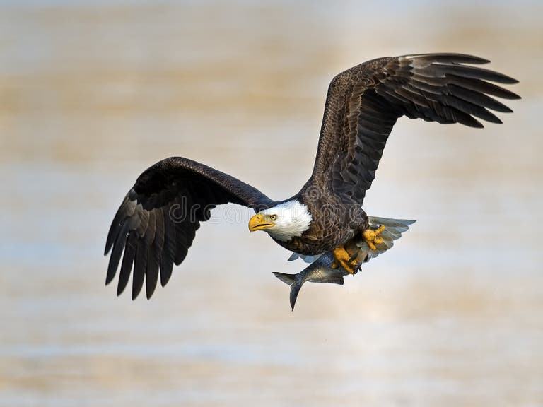 11,628 Eagle Talons Stock Photos - Free & Royalty-Free Stock Photos ...