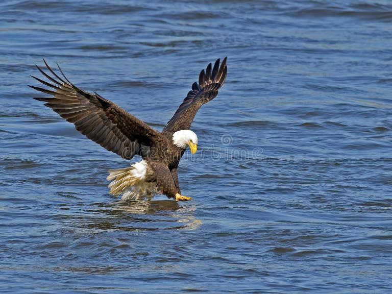 American Bald Eagle Fish Grab Stock Photo - Image of prey, grab: 62926210