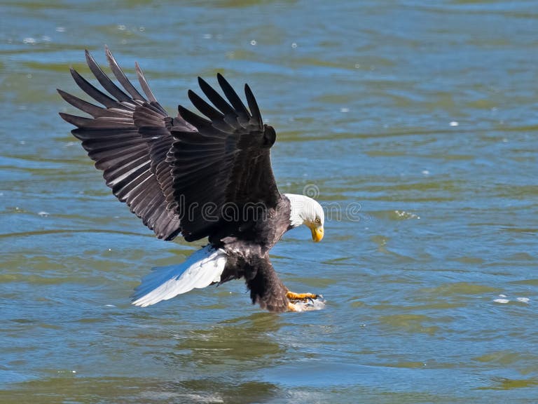 American Bald Eagle Fish Grab Stock Image - Image of grab, inflight ...