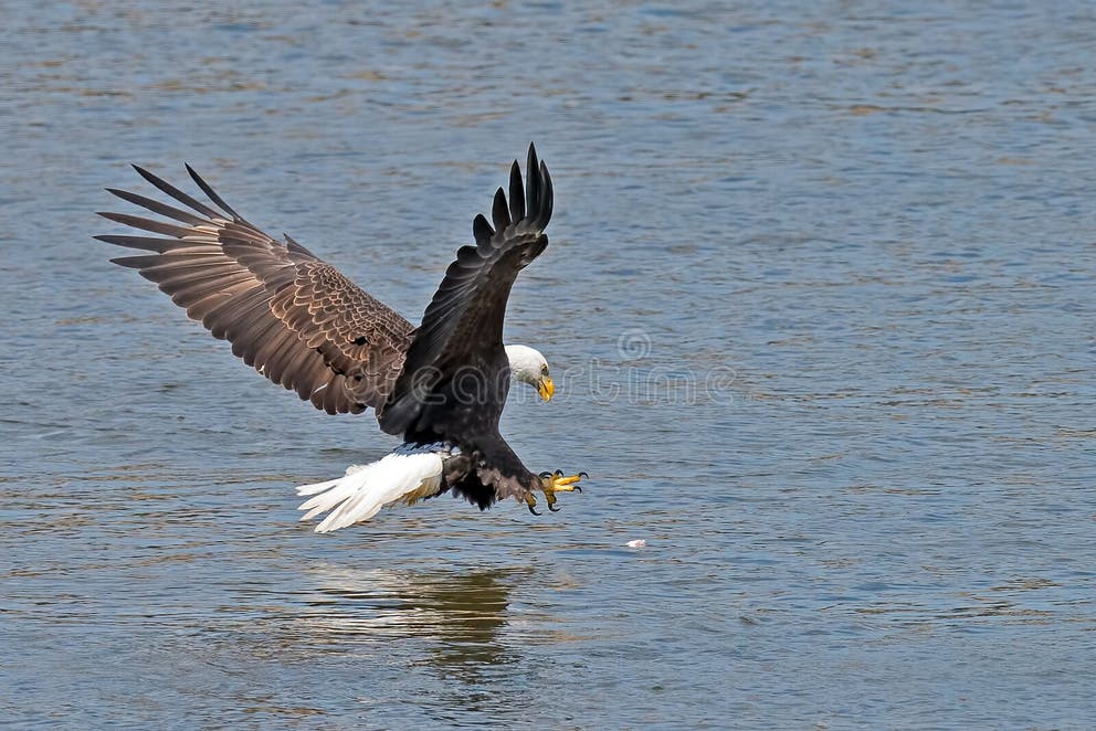 American Bald Eagle Fish Grab Stock Image - Image of fishing ...