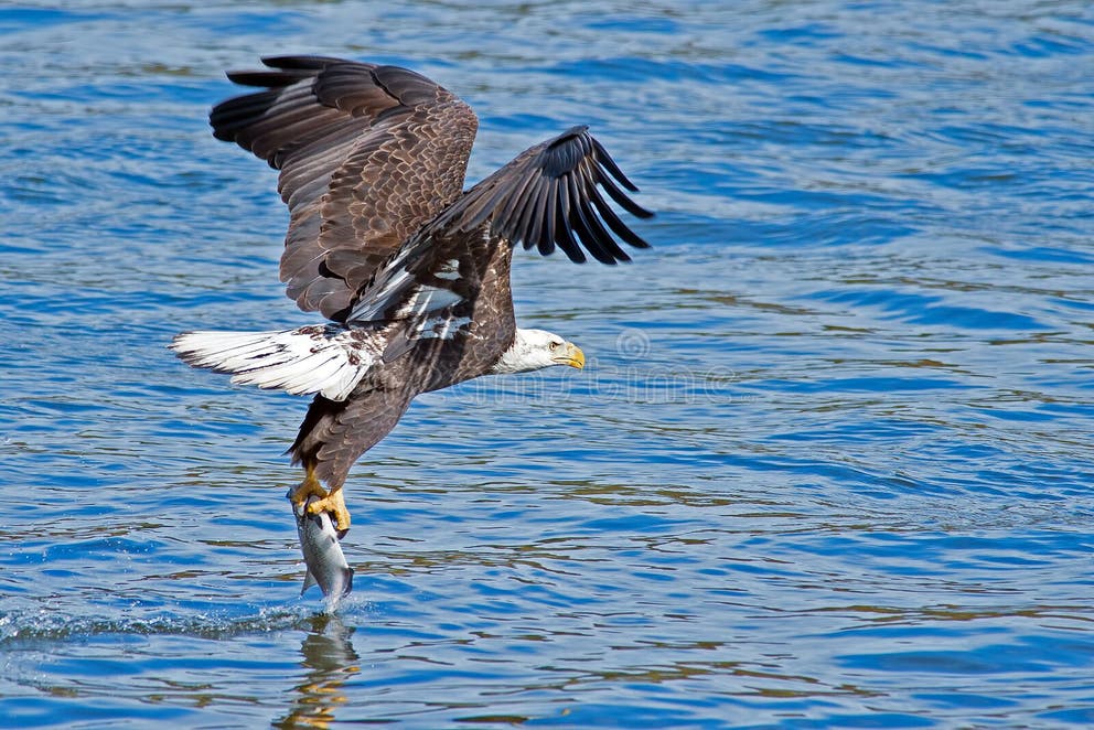 American Bald Eagle Fish Grab Stock Image - Image of hook, salt: 46322747