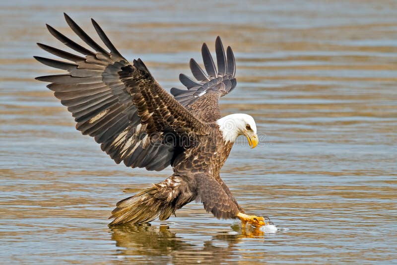 19+ Bald eagle fish Free Stock Photos - StockFreeImages