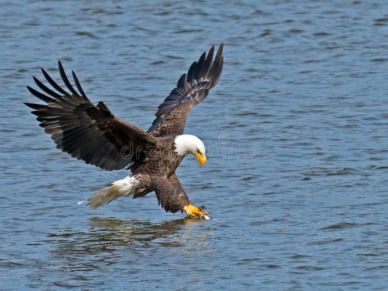 American Bald Eagle Fish Grab Stock Photo - Image of fishing, wildlife ...