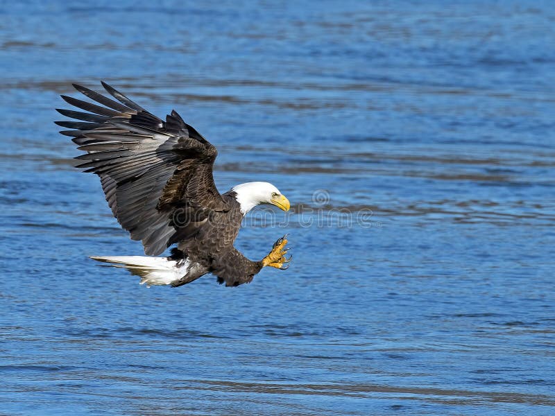 American Bald Eagle Fish Grab Stock Image - Image of prey, dive: 62707361