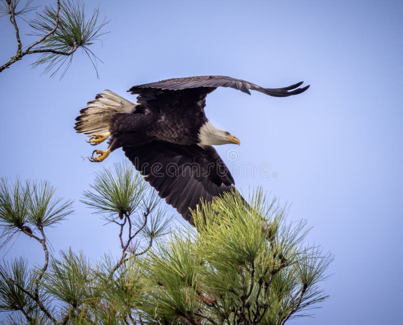 American Bald Eagle Flies Over a Pine Tree Branch during Takeoff Stock ...