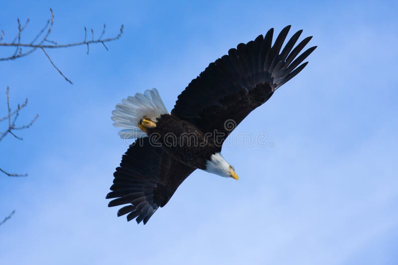 Bald Eagle Flight stock photo. Image of predator, baldeagle - 53258056