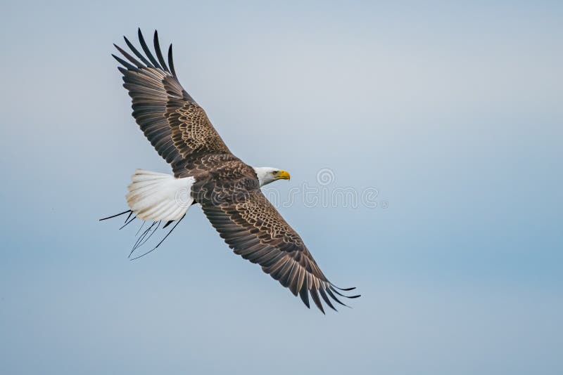 American Bald Eagle in Flight Stock Image - Image of bird ...