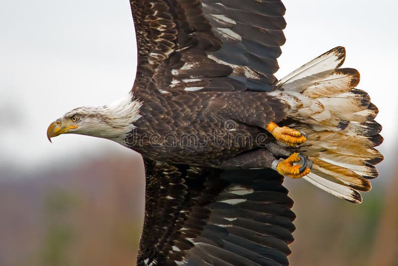 Bald Eagle Flying in the Pacific Northwest Stock Photo - Image of hawk ...