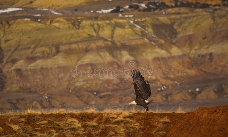 American Bald Eagle in Flight Desert Scene Stock Photo - Image of ...