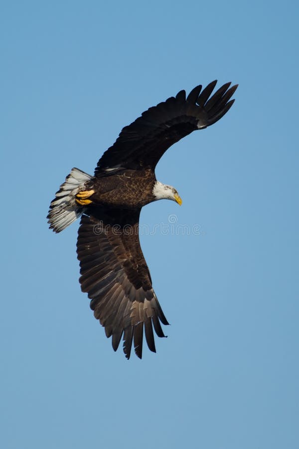 American Bald Eagle in Flight Stock Photo - Image of bird, flight ...