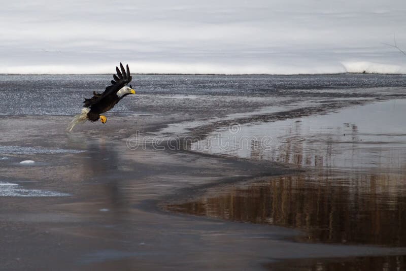 American Bald Eagle in Flight Stock Photo - Image of bird, feather ...