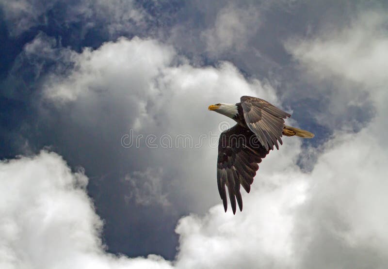American Bald Eagle in Flight Stock Photo - Image of bird, flight ...