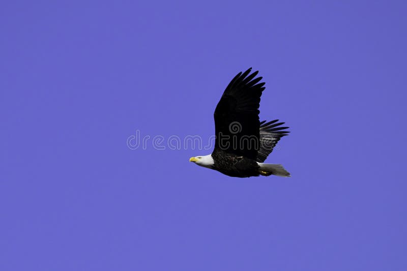 American Bald Eagle in Flight with Wings Spread Stock Photo - Image of ...