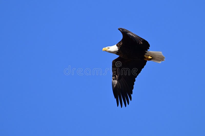 American Bald Eagle in Flight with Wings Spread Stock Image - Image of ...