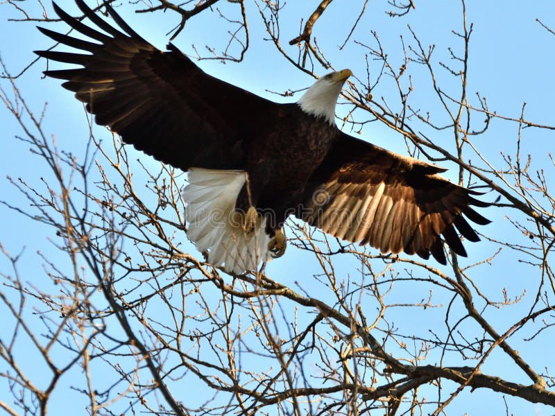 American Bald Eagle Flying High in the Sky Stock Image - Image of ...