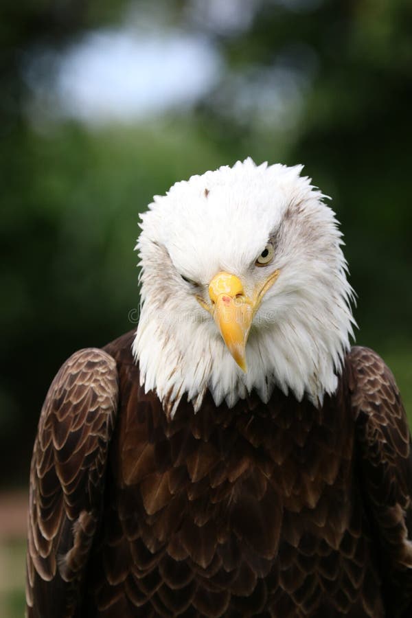 An American Bald Eagle Front Portrait Stock Image - Image of looking ...