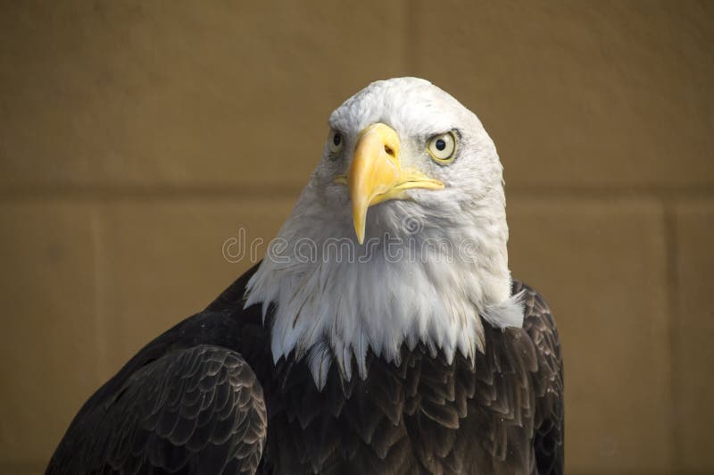 An American Bald Eagle Front Portrait Stock Image - Image of haliaeetus ...
