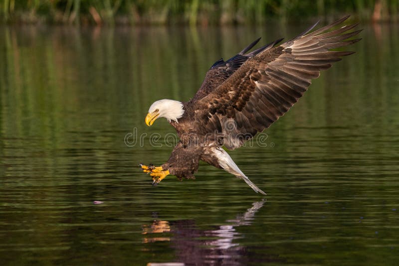 American Bald Eagle Coming in for a Fish Stock Photo - Image of beauty ...
