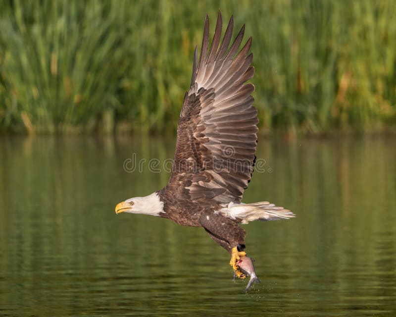 American Bald Eagle with a Fish in Its Talons Stock Image - Image of diving, catching: 333128461