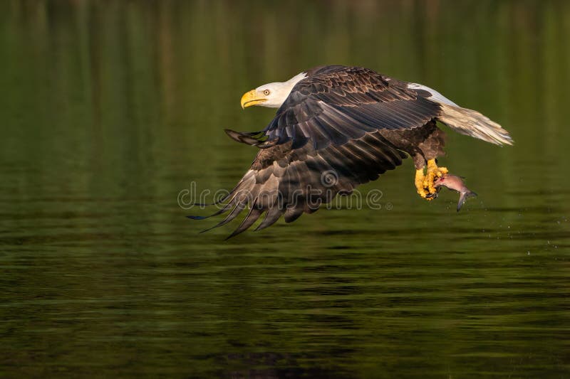 American Bald Eagle with a Fish Stock Photo - Image of matt, birds: 333128446