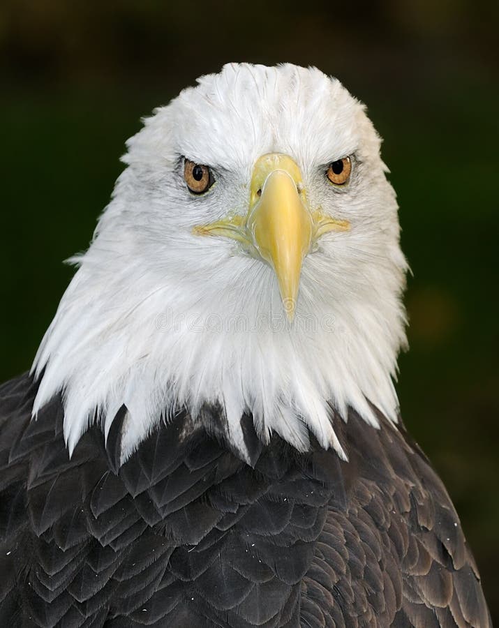 American Bald Eagle Eats a Rat Stock Image - Image of bird, outdoors ...