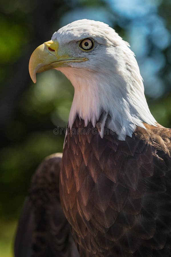 American Bald Eagle (Haliaeetus Leucocephalus) Profile Smooth Top of ...