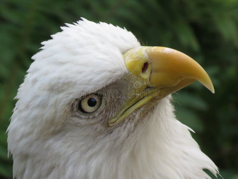 American Bald Eagle stock image. Image of bald, bird - 99464411