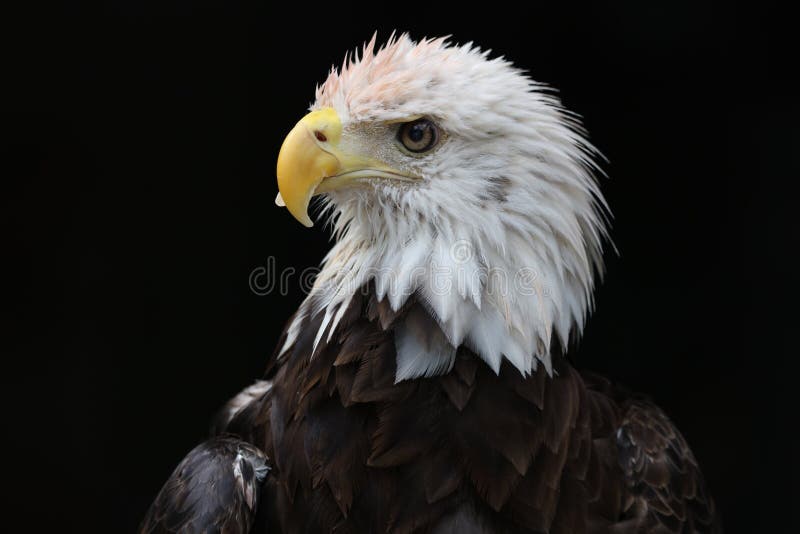 The American Bald Eagle stock photo. Image of head, prey - 121516662