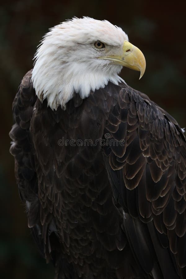 The American Bald Eagle stock image. Image of shot, america - 121516771