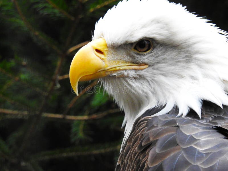 578 Eagle Head Side View Stock Photos - Free & Royalty-Free Stock ...