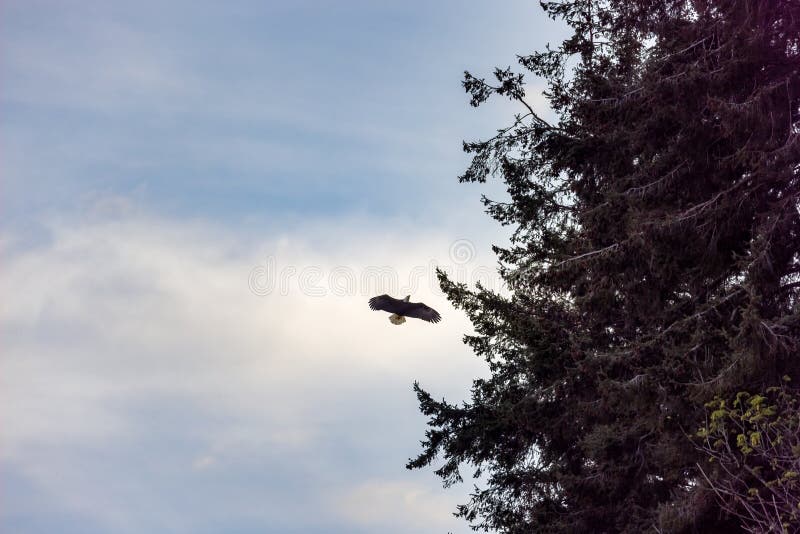 American Bald Eagle High Up in the Tree Tops Stock Image - Image of ...