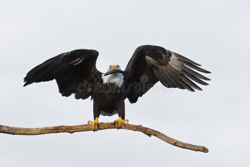 Bald Eagle Carrying A Fish