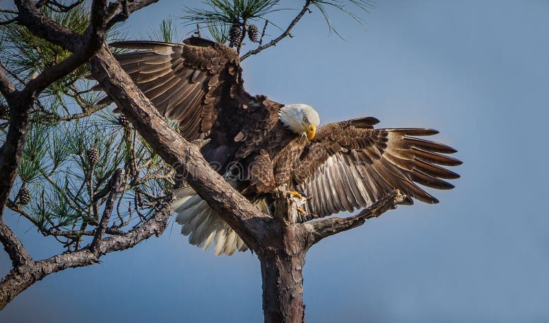 American Bald Eagle Landing Stock Image - Image of survival, side: 30084409