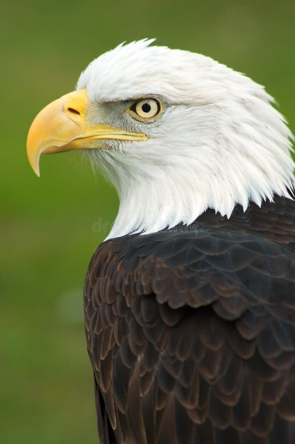 American Bald Eagle Left stock photo. Image of creature - 2466856