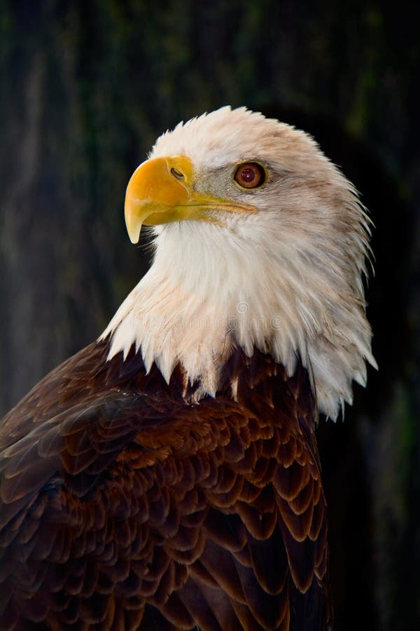 American Bald Eagle Looking Left Stock Photo - Image of yellow, prey ...