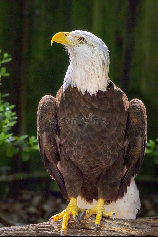 American Bald Eagle Flight Positions Isolated on White Stock Photo ...